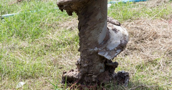 5 Best Tips for Using Digger Derricks Safely